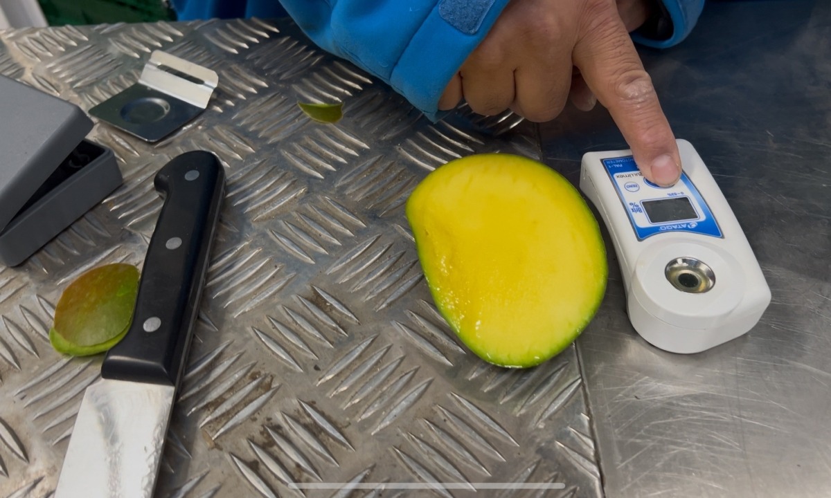 It takes feeling and technology to ripen mangos precisely